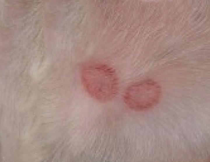 What Causes Skin Sores On Dogs What Causes Skin Sores On Dogs