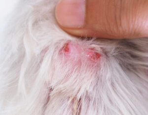 Snake Bites on Dogs: Signs and Treatment Advice from a Vet