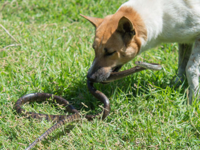 What snake bites look like on dogs [with pictures]
