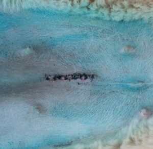 Spay Incision Infections in Dogs [w/ Pictures & Vet Info]