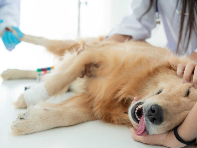 Dog with Diarrhea After Surgery: Tips From Our Vet Surgeon