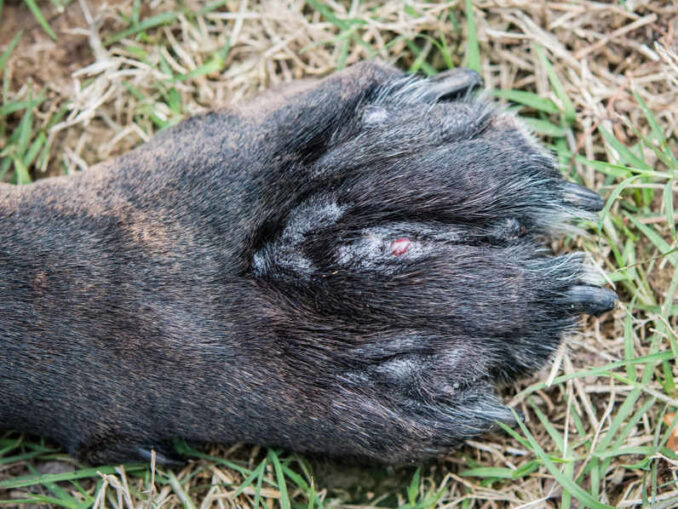 Dog with Cracked Paws? Our Veterinarian Explains What to Do