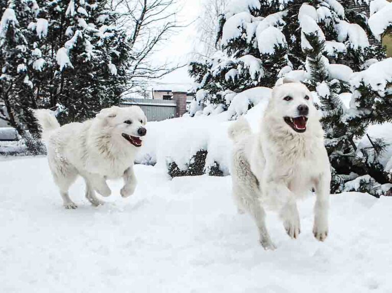 55 White Dog Breeds: Fluffy, Small and Large (with Cute Pics)