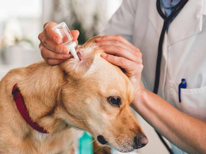 6 Top Causes of Red Rash or Red Spots in Dog's Ear