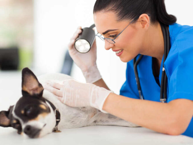 Dog Skin Tags: 10 Pictures + Veterinarian Advice