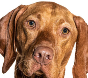 7 Eye Colors in Dogs [Color Chart]: Our Eye Specialist Explains