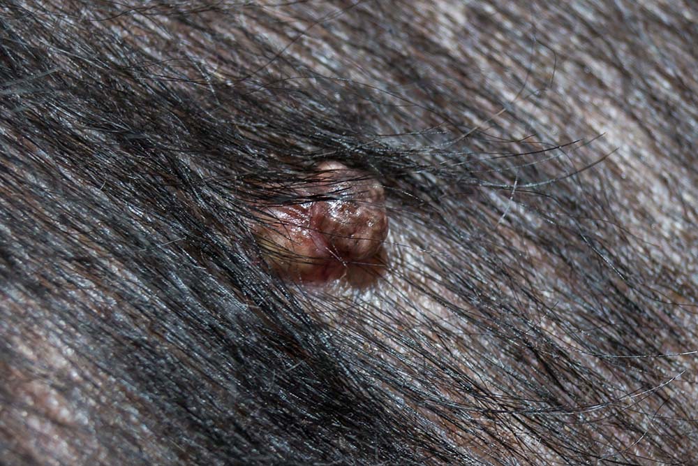 Are Dog Warts Contagious To Cats