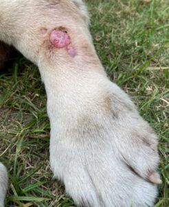 20 Pictures of Dog Warts + Veterinarian Advice