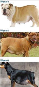 20 Dog Pregnancy Pictures, Week by Week, Chosen by Our Vets
