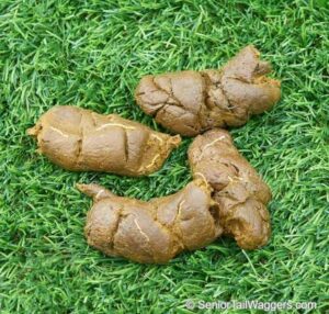 Pictures of Worms in Dog Poop - with Veterinarian Comments