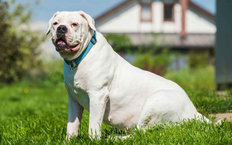 55 White Dog Breeds: Fluffy, Small and Large (with Cute Pics)