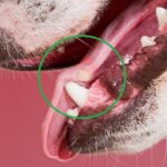 What Are These White Spots on My Dog’s Tongue: Our Vet Explains