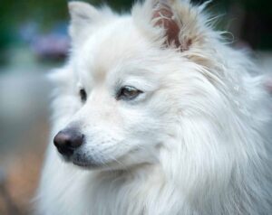 55 White Dog Breeds: Fluffy, Small and Large (with Cute Pics)