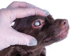 9 Types of Spots on Dog Eyes [With Pictures & Vet Advice]