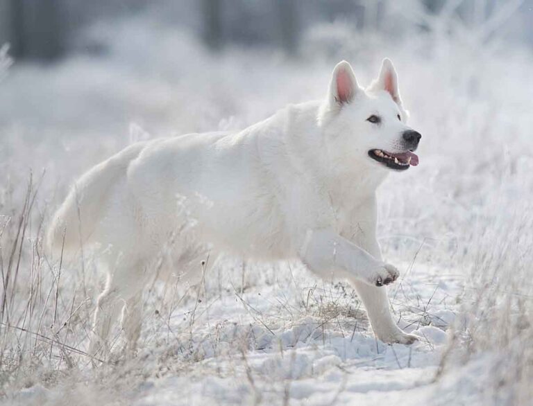 55 White Dog Breeds: Fluffy, Small and Large (with Cute Pics)