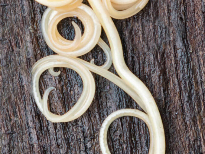 3 Pictures Of Worms In Dog Vomit [With Vet Advice]