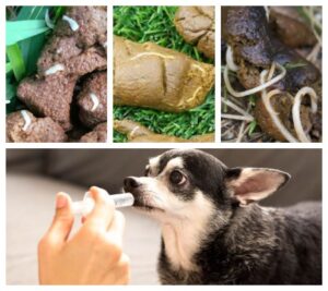 6 Causes of White Spots or Specks in Dog Poop [Pictures]