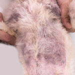 Age Spots On Dogs: What Are They & Should I Be Worried?