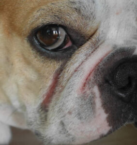 Pictures Of Dog Acne and Pimples: A Vet Explains What to Do