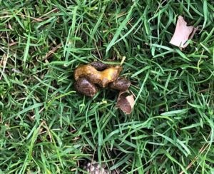 Yellow Mucus In Dog Poop: A Vet Shares What to Do